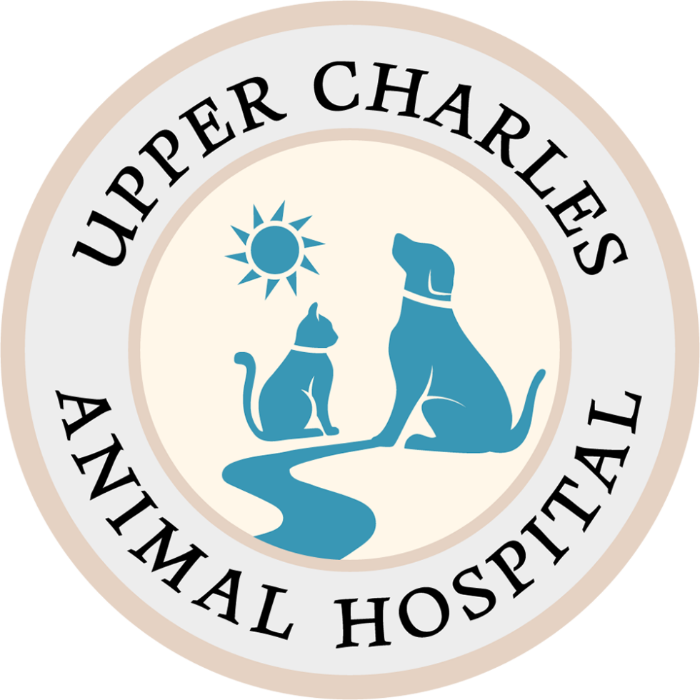 Best Vet Hospital In Bellingham, MA | Upper Charles Animal