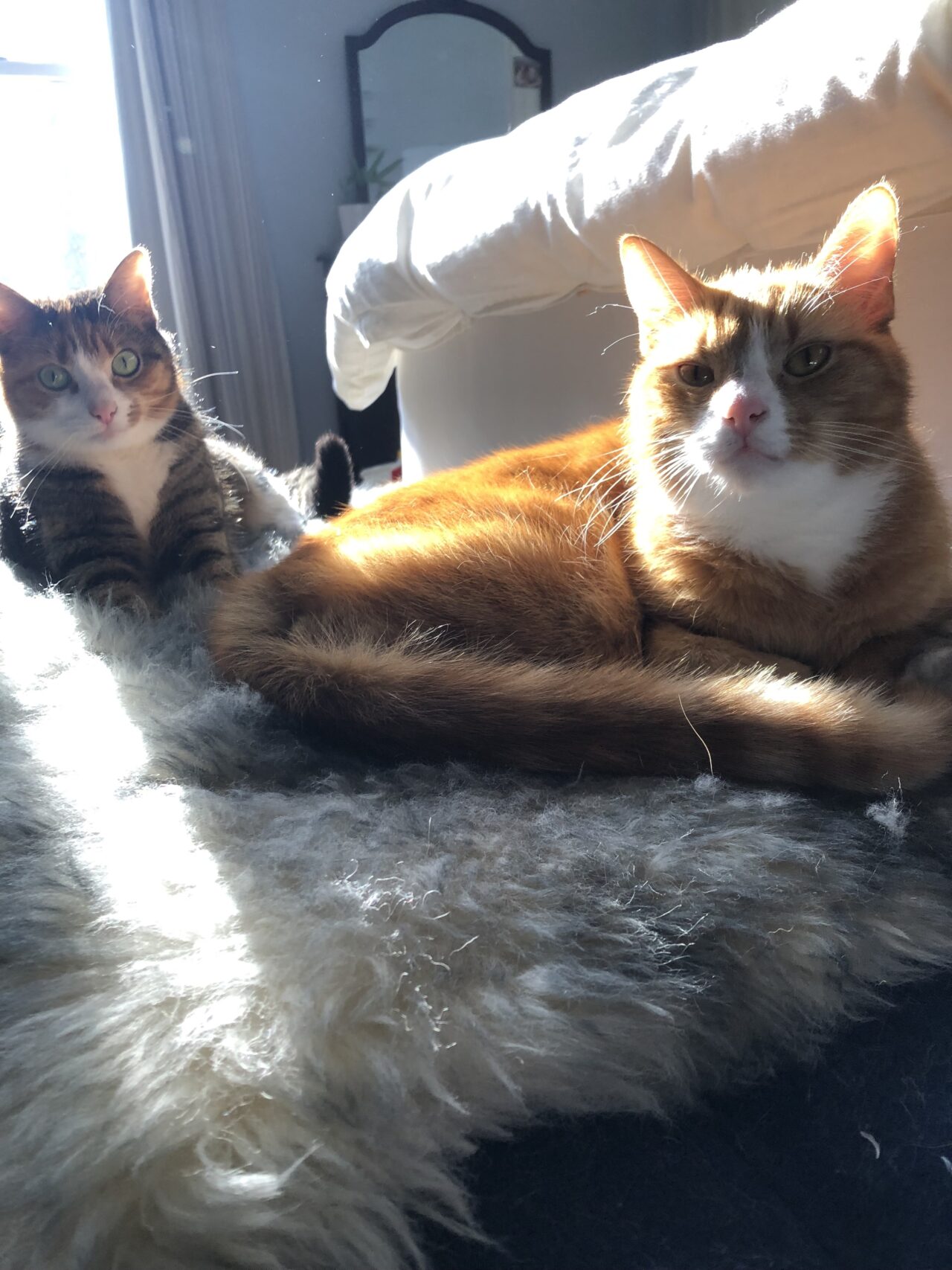 Upper Charles Animal Hospital Gallery | Vet In Bellingham MA